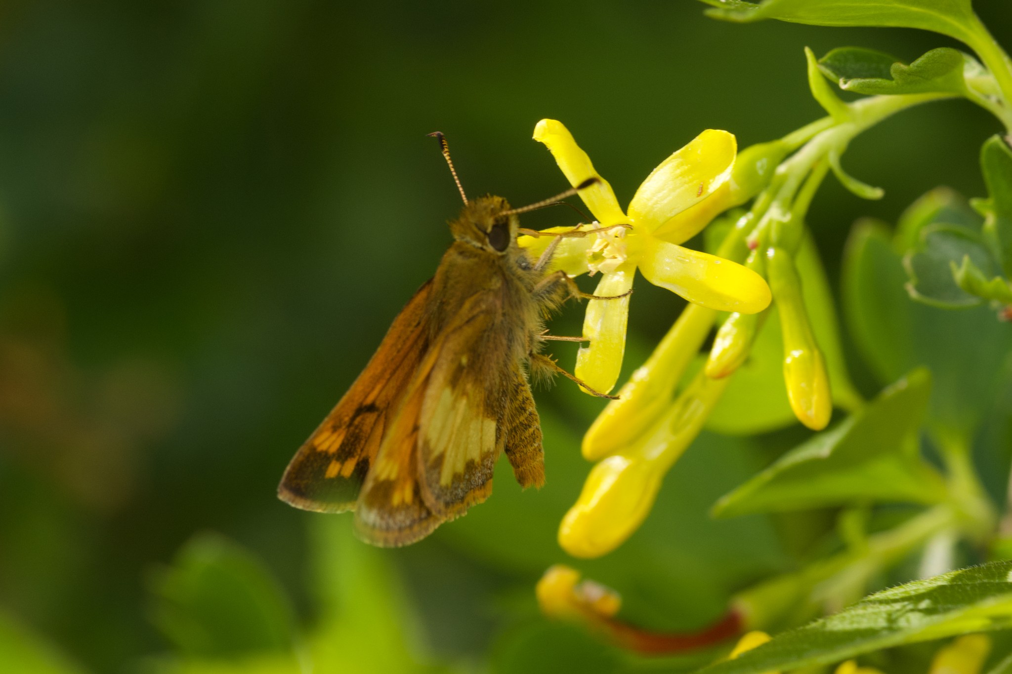 Hobomok Skipper in Custer County – Nebraska Lepidoptera: A Guide to ...