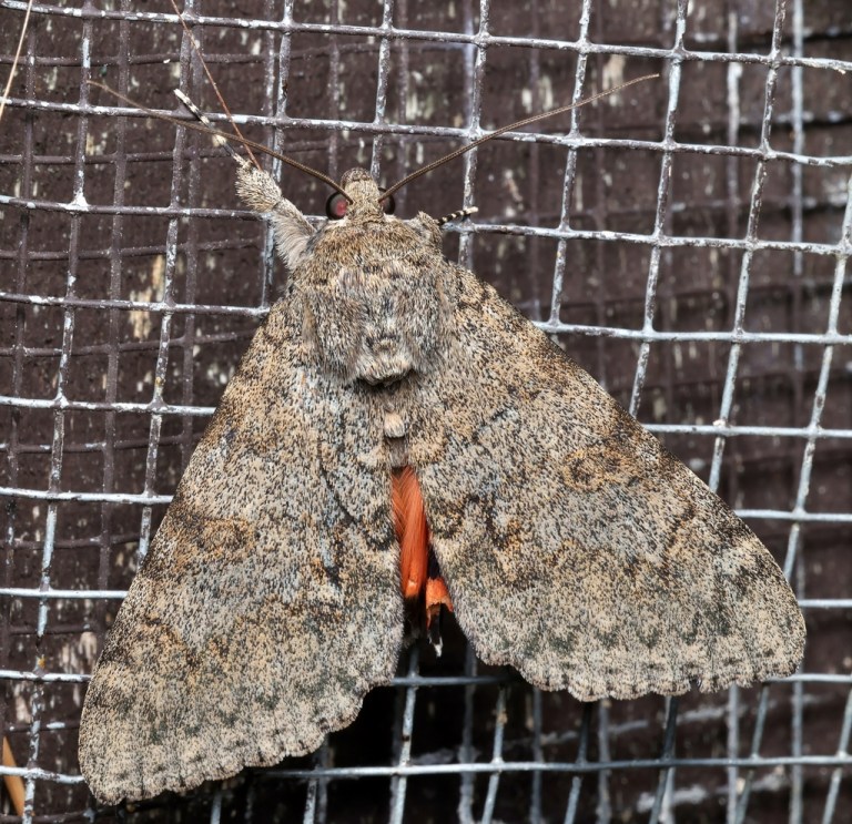 Baiting for Moths – Nebraska Lepidoptera: A Guide to Nebraska ...
